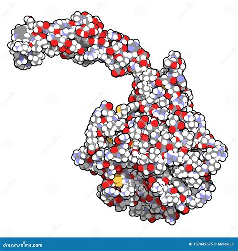 Structure Of Coagulation Factor Viii Royalty Free Stock Image 225448126