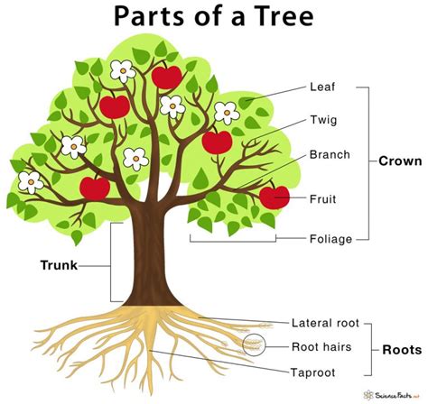 Fibrous Root Definition Examples Functions And Diagram