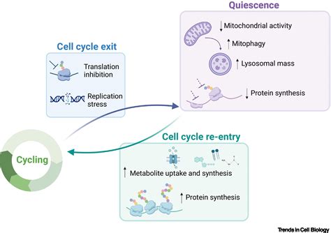 The Bidirectional Relationship Between Metabolism And Cell Cycle