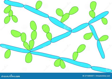 Candida Tropicalis Yeasts Illustration Cartoon Vector 271606507