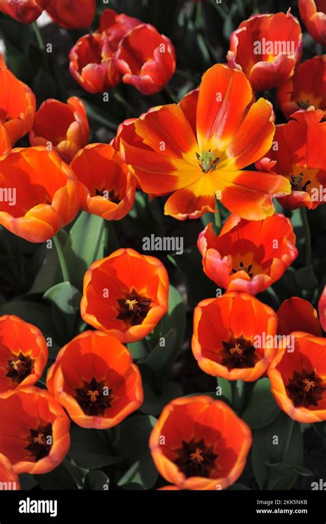 Orange Darwin Hybrid tulips (Tulipa) Triple A bloom in a garden in ...