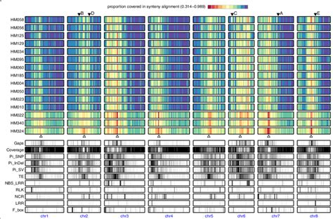 Heatmap Showing Percent Covered By Synteny Alignment For Each 1 Mb Download Scientific Diagram