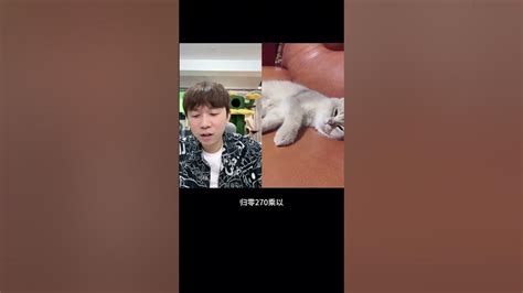 新手陷阱猫猫贷 铲屎官变大冤种 迪迪说猫 迪迪养猫 猫咪领养 蓝金渐层 直播录屏分享 Youtube