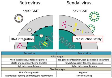 Ijms Free Full Text Direct Cardiac Reprogramming A Novel Approach