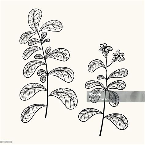 스테비아는 고립 된 배경에 식물을 새겼습니다 로고 기호 인쇄 카드 포장 종이에 대한 설탕 허브의 식물 꽃 지점 식품 성분 수확 감미료 손으로 그린 벡터 일러스트 레이 션