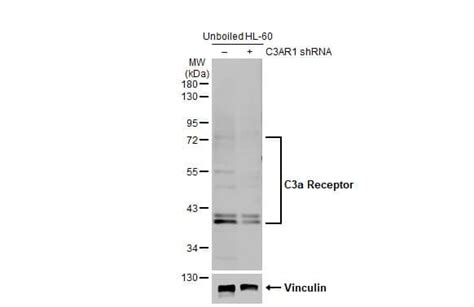 Complement Component C3ar Antibody Bsa Free Nbp2 15649 By Novus Part Of Bio Techne