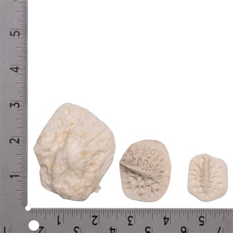 Real American Alligator Osteoderm For Sale — Skulls Unlimited