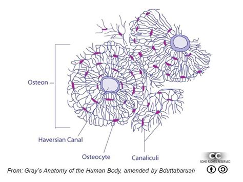 Bone Cellsosteoblasts Osteocytes And Osteoclasts