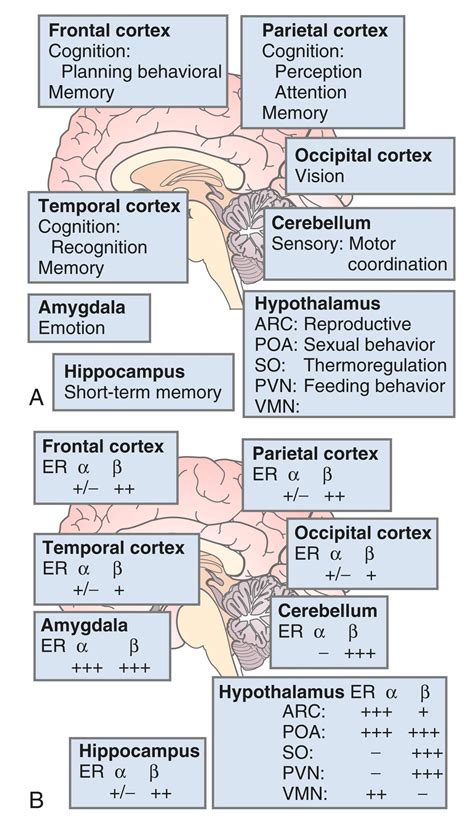 Menopause And Aging Clinical Tree