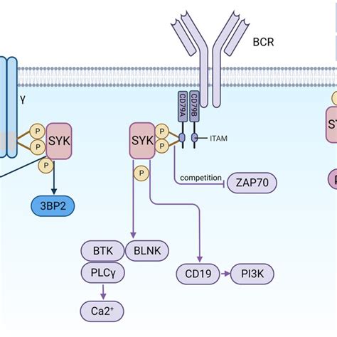 Syk Mediated Multiple Signaling Pathways Fcγ Receptor Fcγr Is
