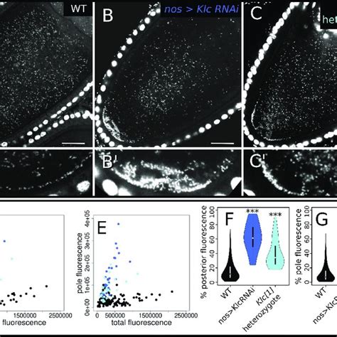 Knockdown Of Kinesin Light Chain Klc Increases Wmel Wolbachia Download Scientific Diagram