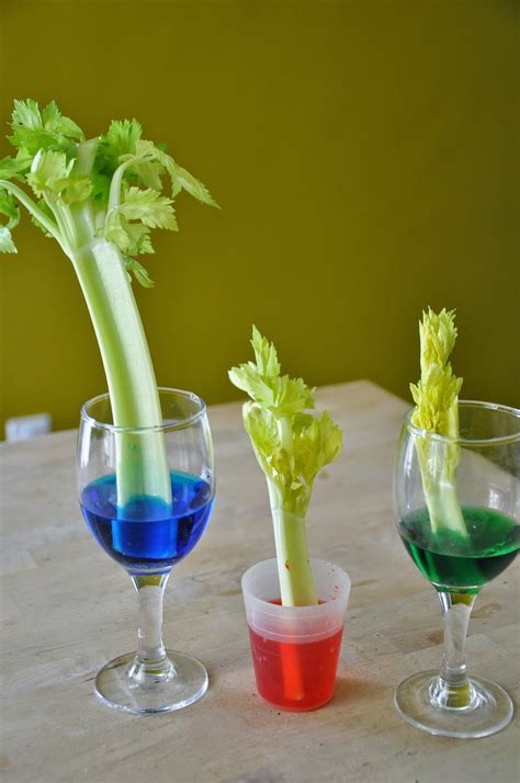 Celery Science Capillary Action