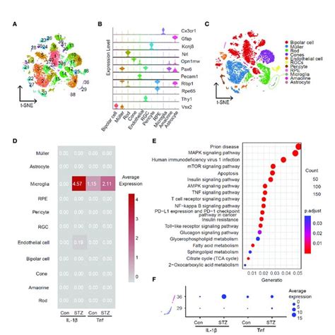 Activated Retinal Microglia In Stz Induced Dr Mice With Metabolic And