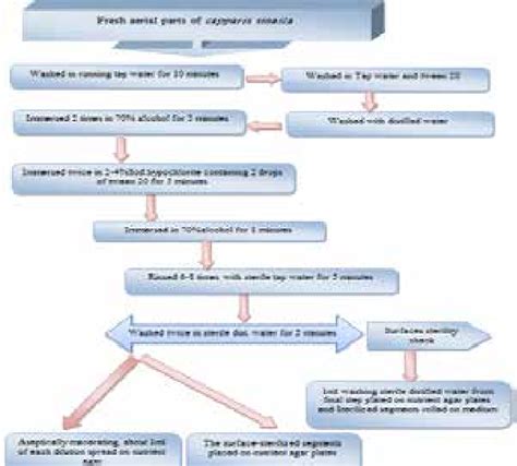 Proposed Strategy For Selective Isolation Of Endophytic Bacteria From