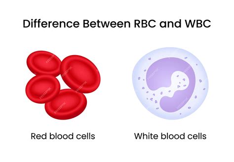 Premium Vector Difference Between Rbc And Wbc