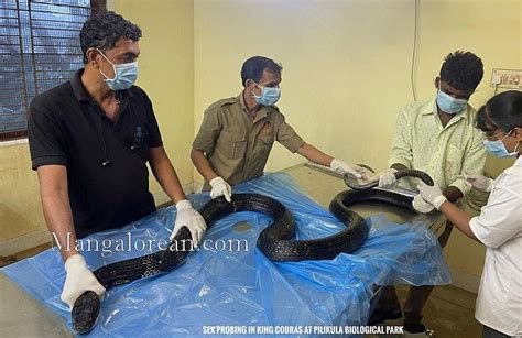 Pilikula Biological Park Implants Microchips In King Cobras And Other