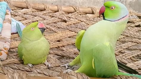 Parrot Dance Video To Parrot Show Youtube
