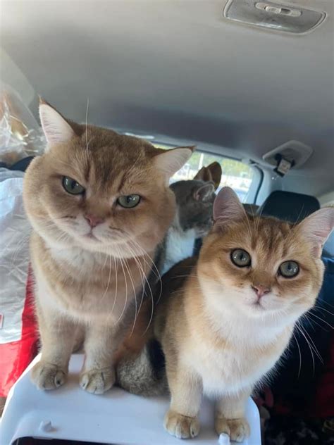 ครอบครัวนี้เฮฮาปาร์ตี้มากครับ 😁 หนูเมธีมีลูกแมวเหมียว