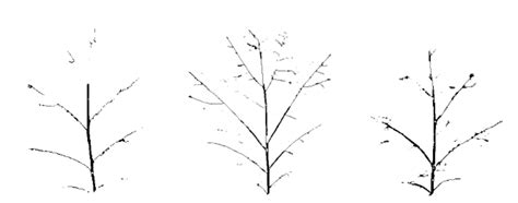 Results After Morphological Closing Download Scientific Diagram