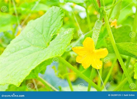 Small Cucumber With Flower On Tree Stock Image Image Of Veggies
