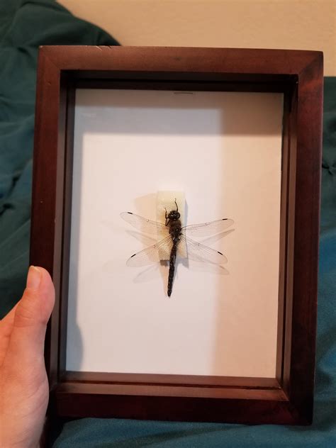 My First Attempt At Pinning A Bug I Found It Outside R