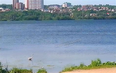 Лох несское чудовище в Воронеже