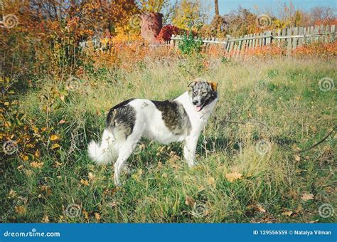 A Beautiful Large Mongrel Dog Stock Image Image Of Cute Activity