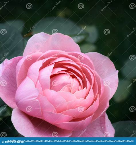 A Budding Pink Rose Stock Image Image Of Plant Rose 286076825