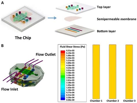 A The Schematic Diagram Of The Two Layer Microfluidic Device The