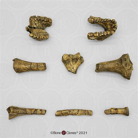 Australopithecus Anamensis Jaw