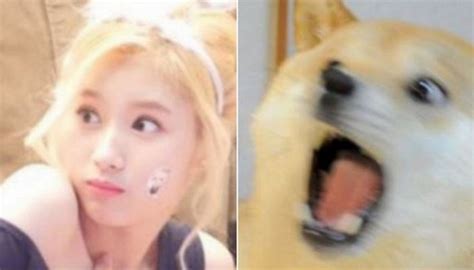 “시바 사나”사나가 시바와 똑 닮았다고 불리는 이유 인사이트