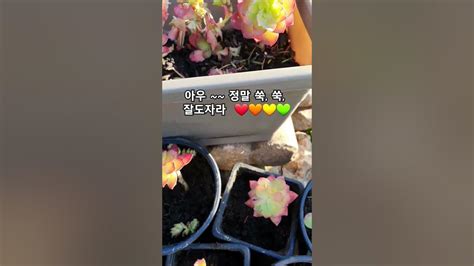 나를 즐겁게해주는 얘들좀봐 지나의생활일기봄축제다육식물화초심기건강생활행복한정원france Youtube