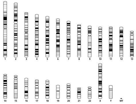 Karyotype — Knowledge Hub