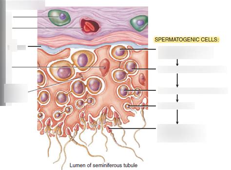Biol 1693 Testes 2 Diagram Quizlet