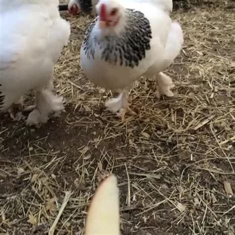 Vine Test 9gag Clone Script