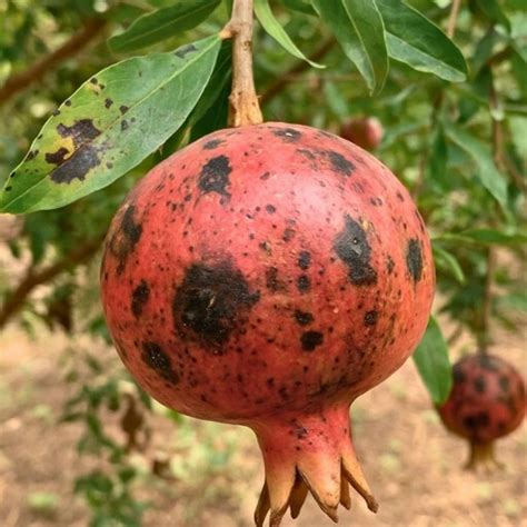 Xantho 100 Anti Viral Anti Bacterial Nematicide Liquid Raw Material Only 25 Kg Drum At ₹ 450