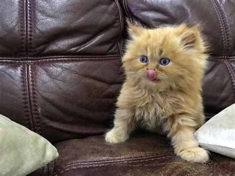 278 Best Bad Kitty Images On Pholder Aww Pics And Battlebots