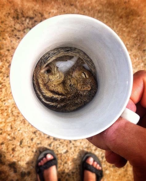 Super Cute Squirrel Can Fall Asleep Anywhere Design Swan