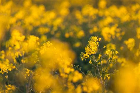 Gil Ronen On Linkedin Nrgene Canada Advances The Fight Against Canola Clubroot Nrgene