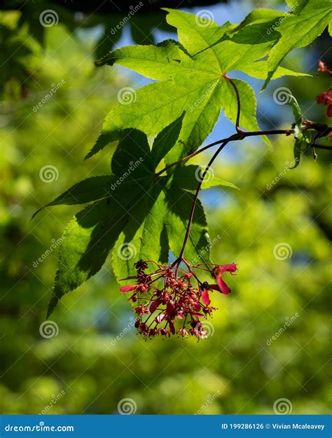 Maple Tree Seed Pods