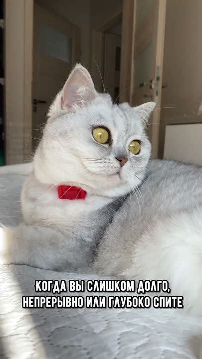 Почему кошки делают это 🙀 котики кот коты Youtube