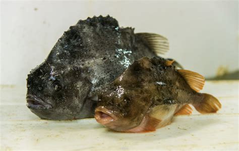 Advice For Female Lumpfish 9040 Tons Marine And Freshwater Research