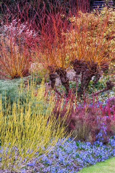 260 Ornamental Grasses Ideas Ornamental Grasses Garden Design