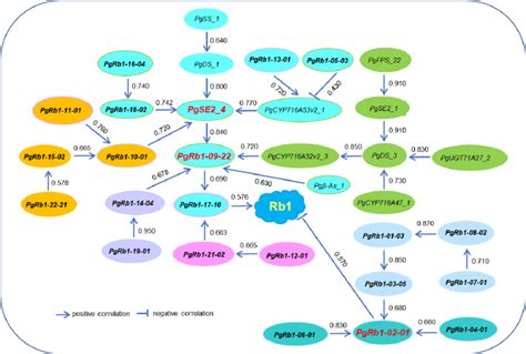 The Putative Pathway Of 32 Rb1 Biosynthesis Genes In Rb1 Biosynthesis Download Scientific