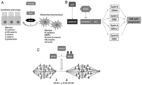Kifs Function To Affect The Crc Cell Cycle Emt And The Mt Dynamic A