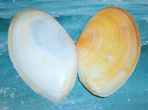 Set6 Large To Small Matched Attached Bivalve Pairs Bright Etsy Sea
