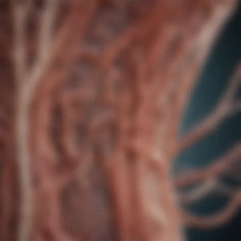 In Depth Analysis Of Myocytes Structure And Function