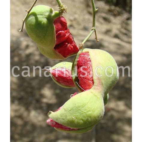 Guamuchil Tree Flower