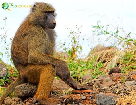 Olive Baboon Characteristics Papio Anubis Diet And Facts Bioexplorer