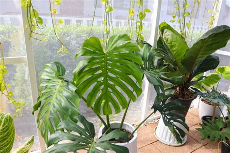 How To Take Care Of The Monstera Acacoyaguensis